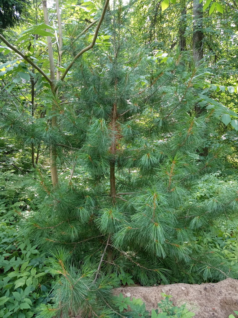 Siberian pine from пос. Борок, Некоузский р-н, Ярославская обл., Россия ...