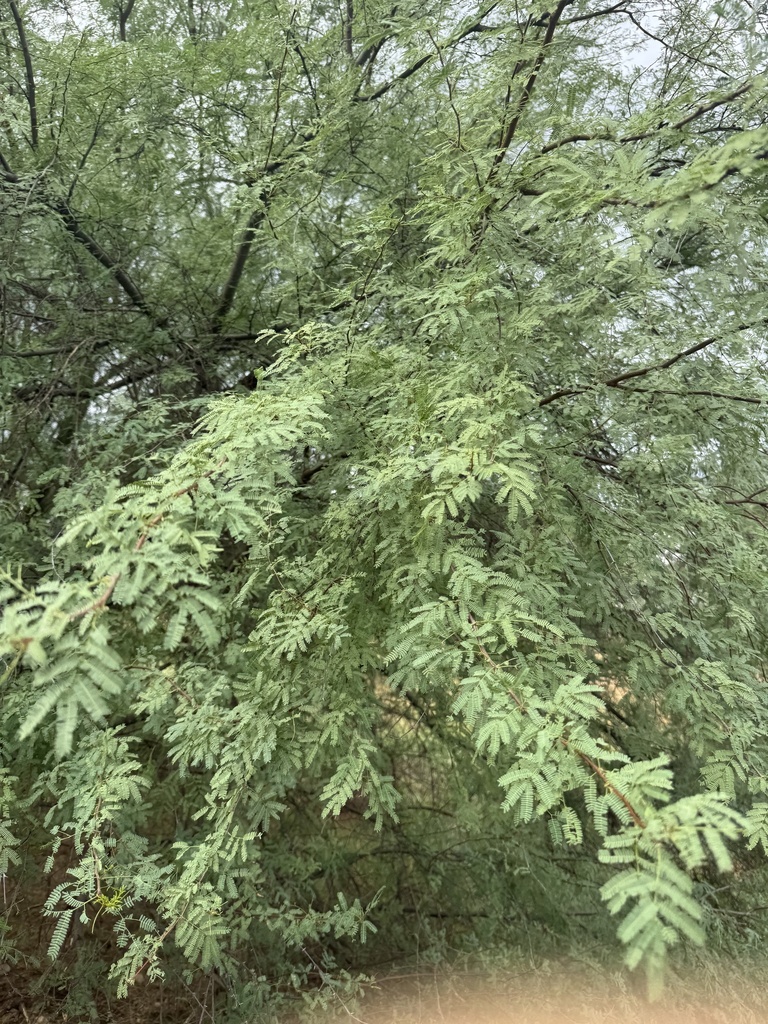 Sweet acacia from Rochelle Rd, San Antonio, TX, US on November 5, 2024 ...