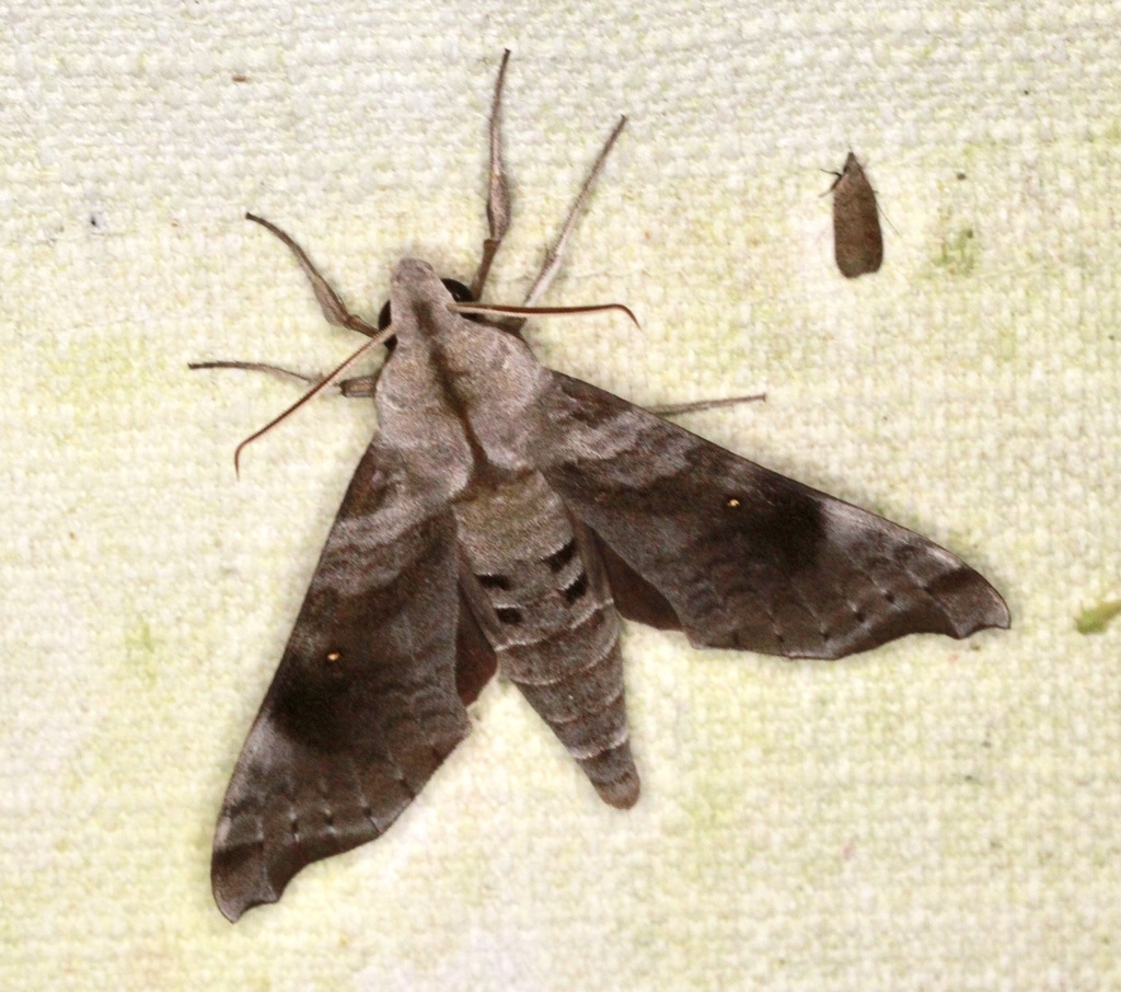 Acosmeryx miskini from Mount Mellum QLD 4550, Australia on November 6 ...