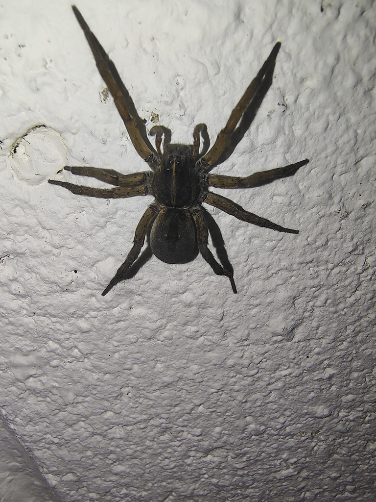 Wetland Giant Wolf Spider from Delaware, OH 43015, USA on November 5 ...