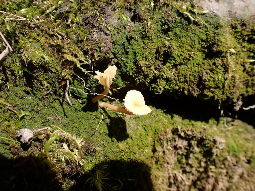 Lichenomphalia from Titoki 0172, New Zealand on October 14, 2024 at 02: ...