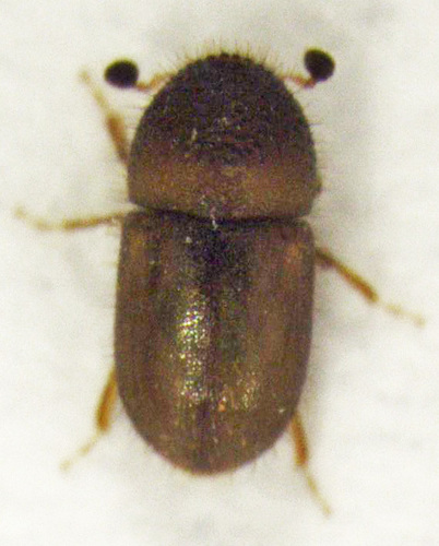 Cryphalus wapleri · iNaturalist