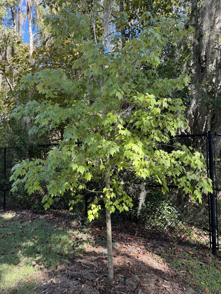 red maple from University of Florida, Gainesville, FL, US on November 5 ...
