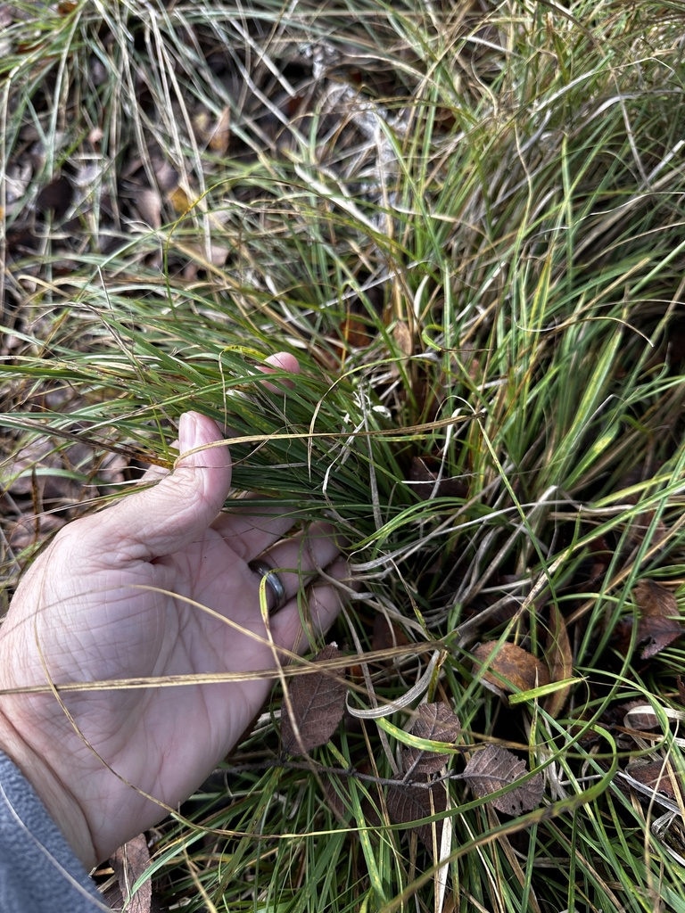 cedar sedge from Crowley, TX, US on November 5, 2024 at 10:12 AM by ...