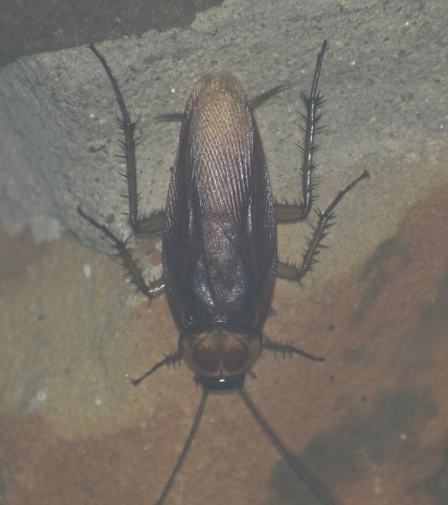 American Cockroach from South Side, Corpus Christi, TX, USA on November ...