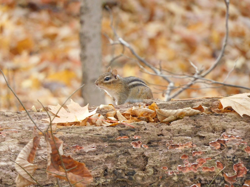 Eastern Chipmunk from Top O' Ledges Picnic Area, Hinckley, OH 44233 ...