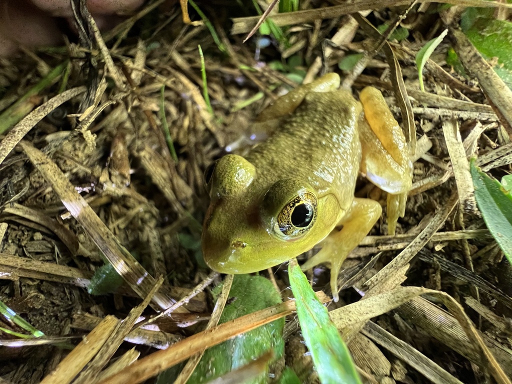 American Bullfrog from Cullman, AL, US on October 17, 2024 at 08:03 PM ...