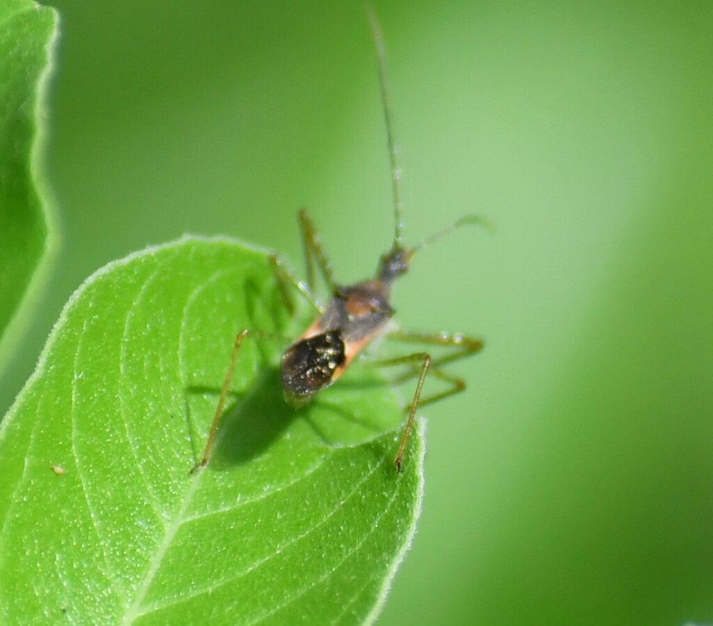 Leafhopper Assassin Bug from South Side, Corpus Christi, TX, USA on ...
