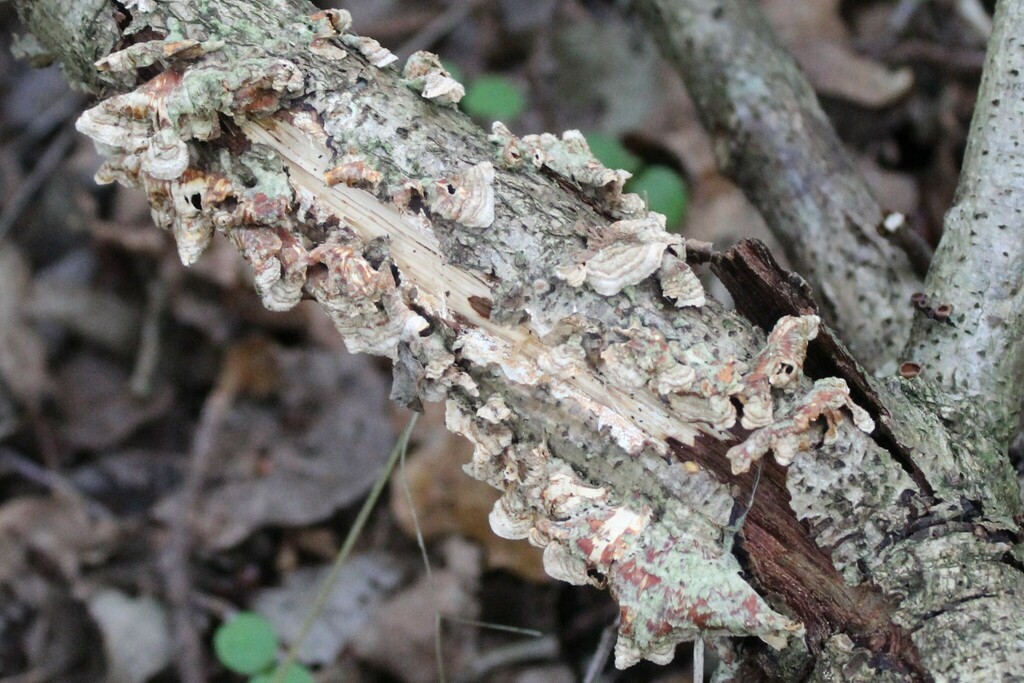 Bleeding Oak Crust from Poplar Farm Woods on November 05, 2024 at 12:16 ...