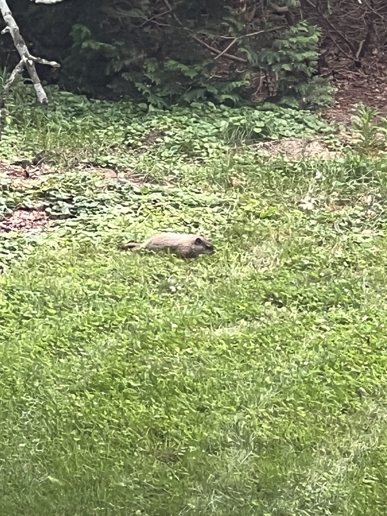 Groundhog from Old Orchard Rd, Newton, MA, US on November 5, 2024 at 01 ...