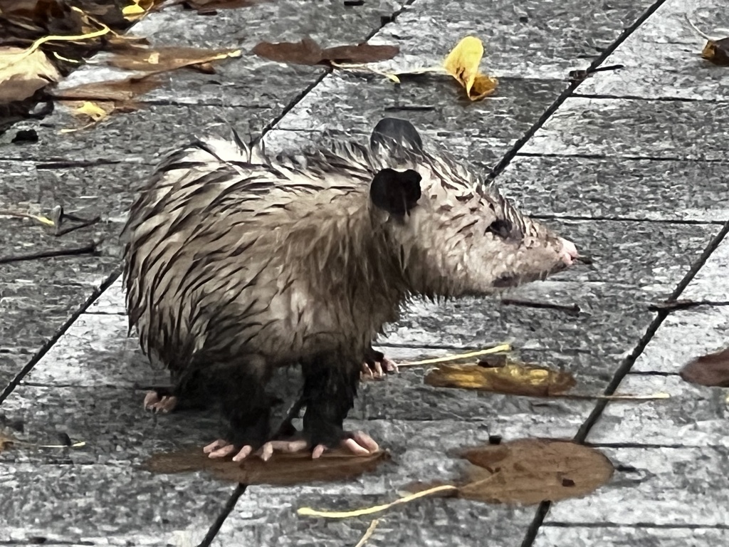 Virginia Opossum from Gateway Arch National Park, St. Louis, MO, US on ...