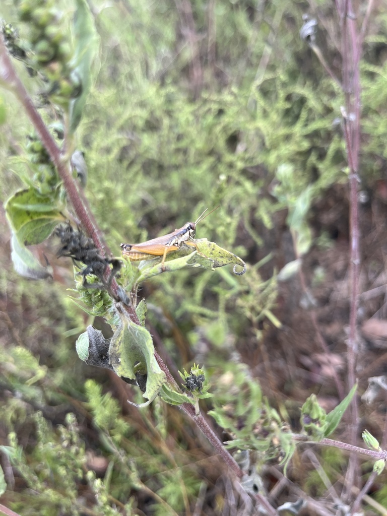 Atlantic Grasshopper from College Station, TX, US on November 5, 2024 ...
