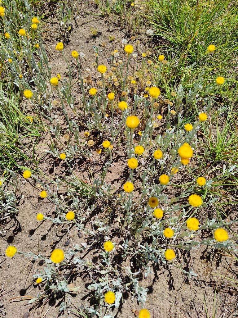 Scaly-buttons from Chatsworth VIC 3379, Australia on November 5, 2024 ...