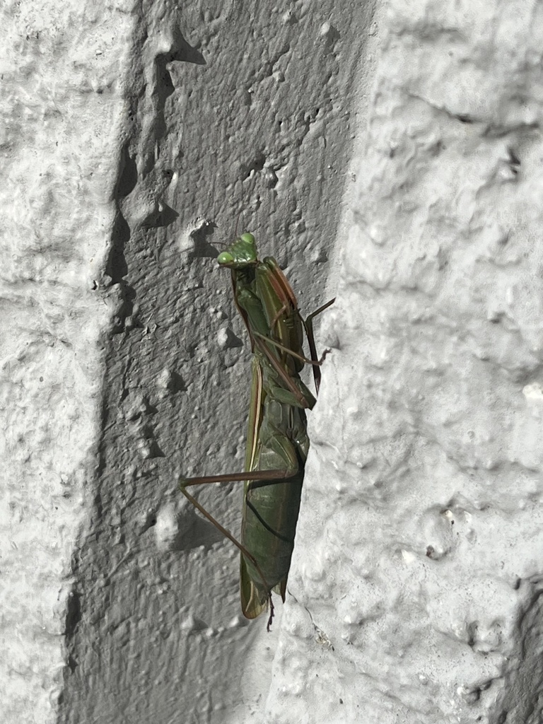 European Mantis from Mills Rd, North Saanich, BC, CA on November 5 ...