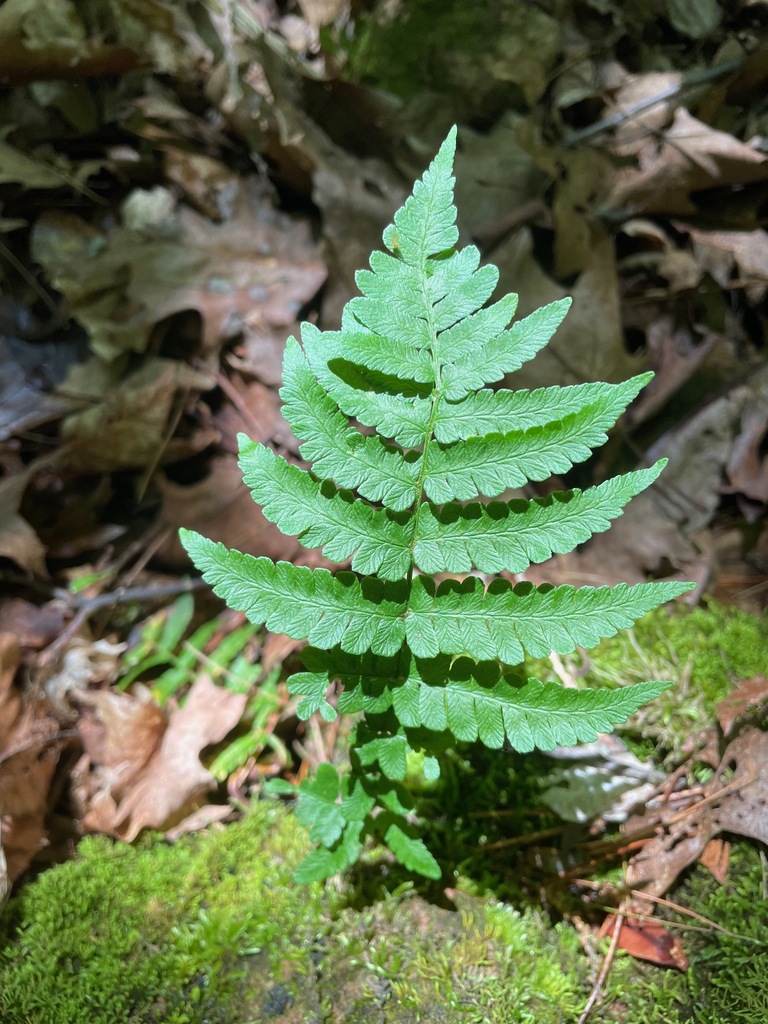 wood ferns from Malletts Bay, Burlington, VT, USA on May 29, 2024 at 03 ...