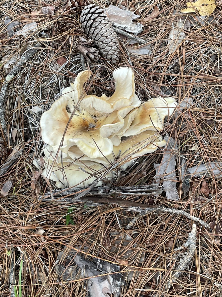 ghost fungus from Sydney Japanese International School, Duffys Forest ...