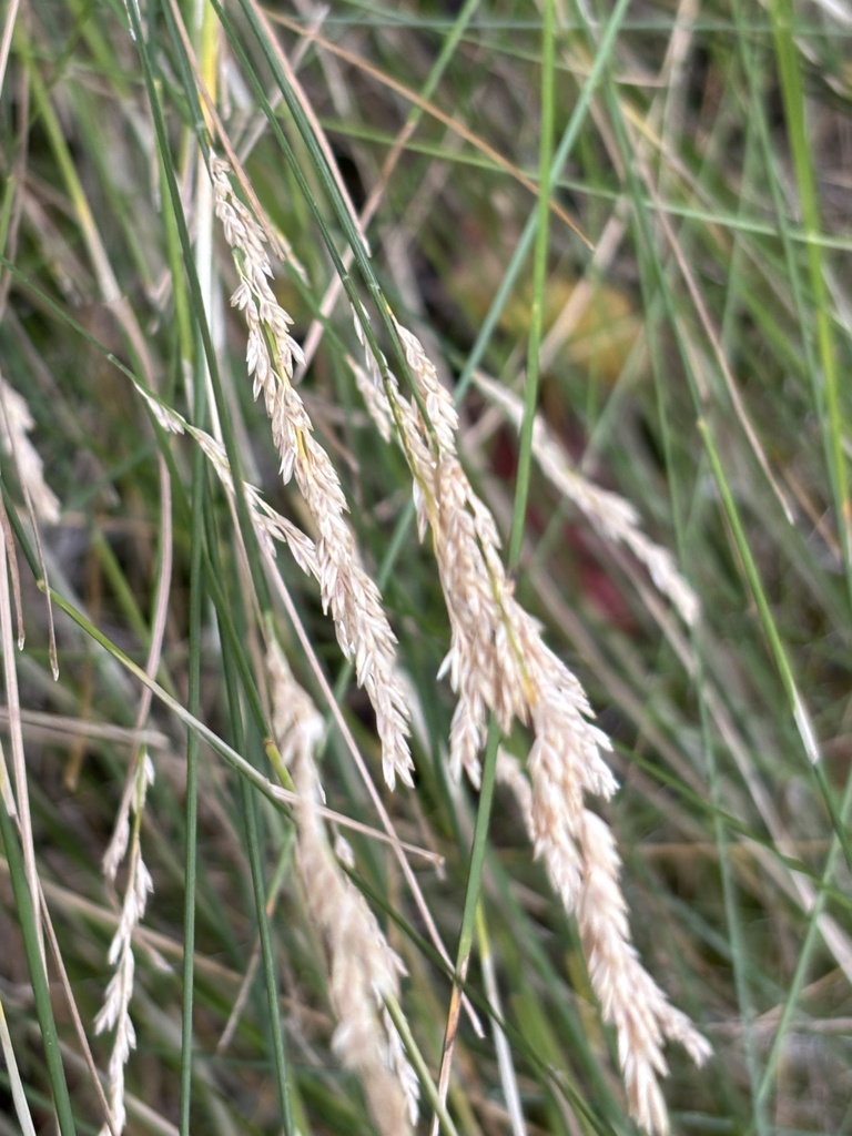 Meadow-grasses from Washington State University, Pullman, WA, US on ...