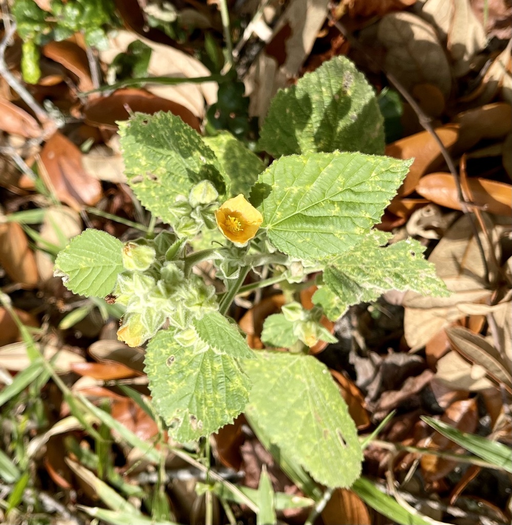 flannel weed in November 2024 by ngjohnson1 · iNaturalist