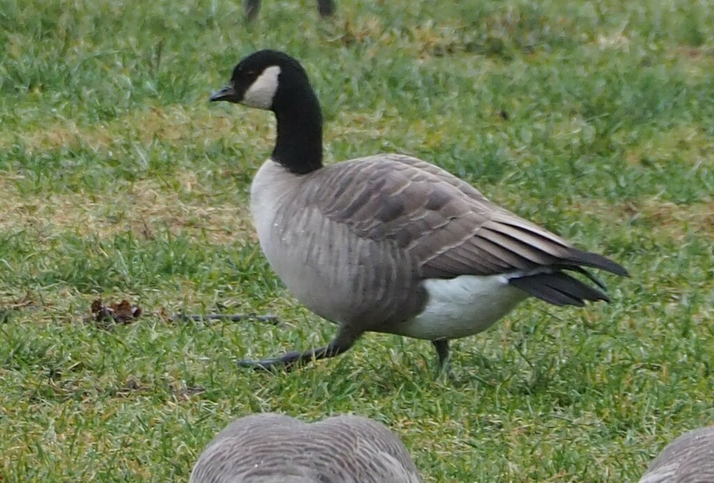 Cackling Goose from Keewaydin, Minneapolis, MN, USA on November 5, 2024 ...