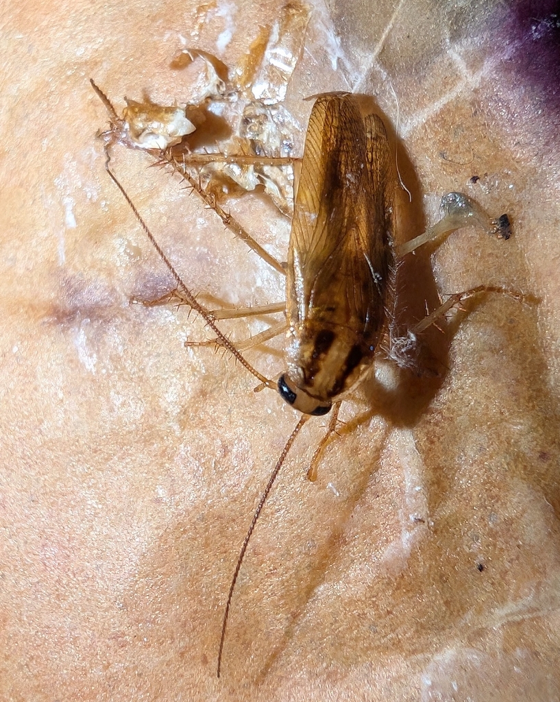 German Cockroach from Cordata, Bellingham, WA 98226, USA on November 4 ...