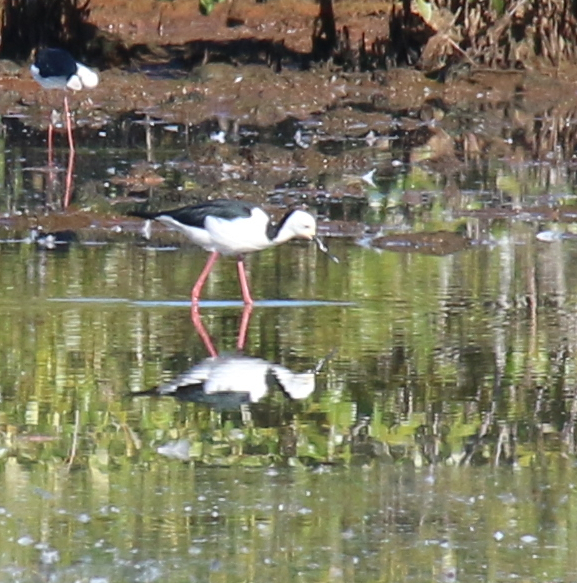Pied Stilt from Sandy Camp Road Wetlands Reserve, Sandy Camp Rd, Wynnum ...