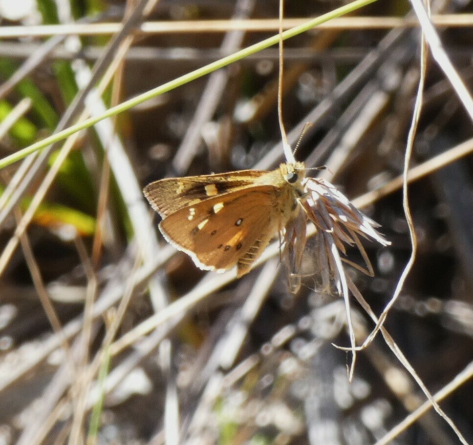 Eliena Skipper from Ballandean QLD 4382, Australia on November 4, 2024 ...