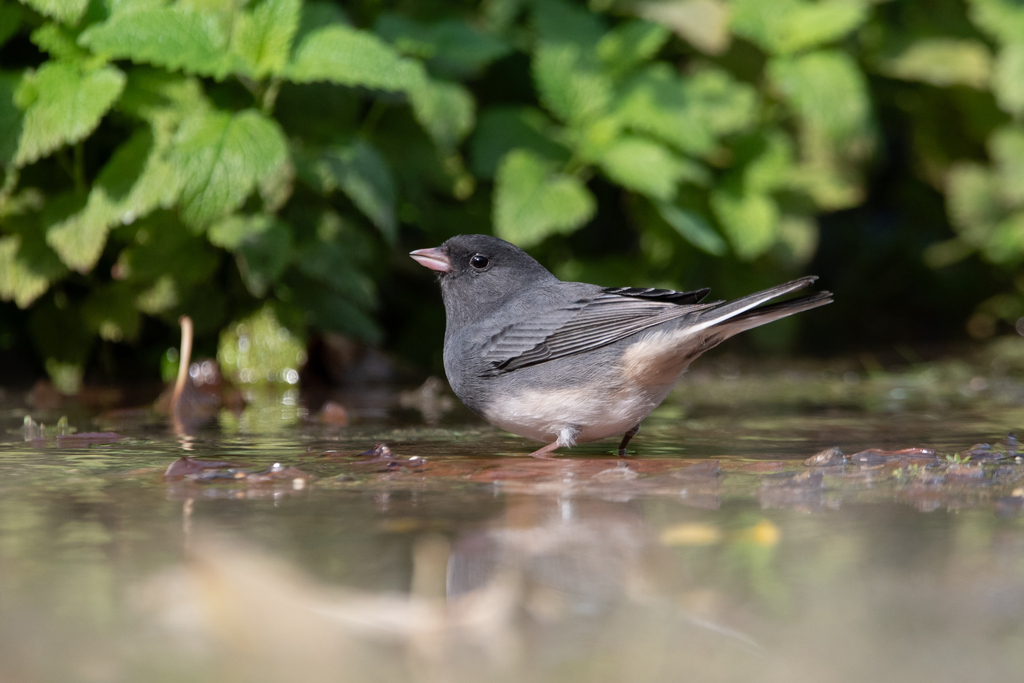 Slate-colored Junco from Nichols Park, Chicago, IL, USA on October 12 ...
