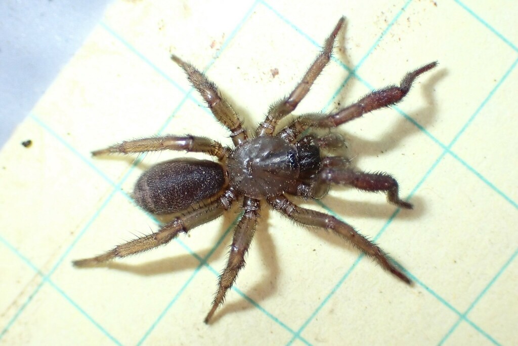 Wafer-lid Trapdoor Spiders from Lassen, California, United States on ...