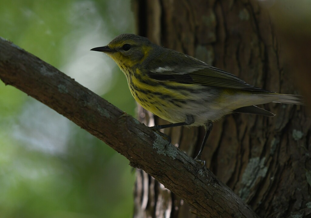 Cape May Warbler from Brownie Wise Park, 1150 Aultman Rd, Kissimmee, FL ...