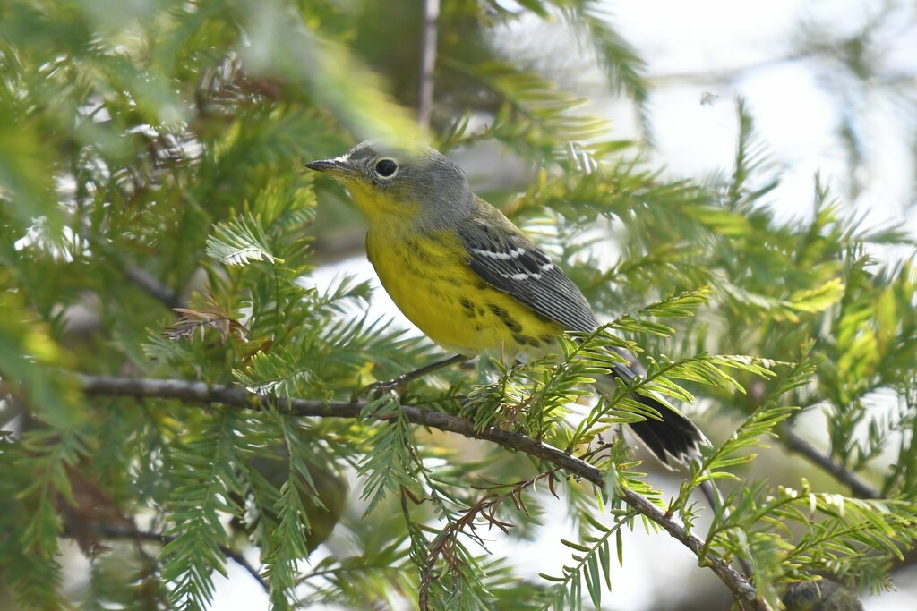 Magnolia Warbler from Brownie Wise Park, 1150 Aultman Rd, Kissimmee, FL ...