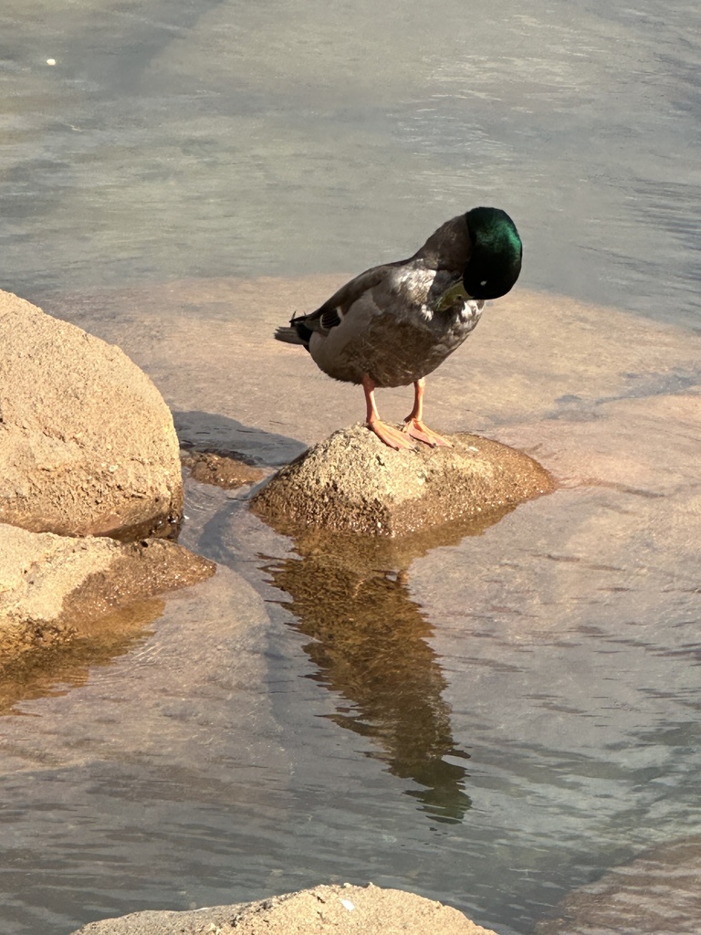 Mallard from Disney California Adventure Park, Anaheim, CA, US on ...