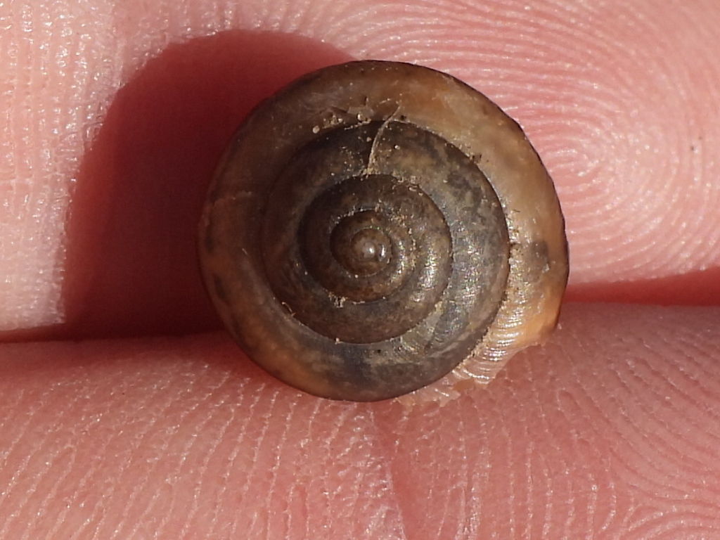 Asian Tramp Snail from Flower Mound, TX, USA on November 5, 2024 at 11: ...