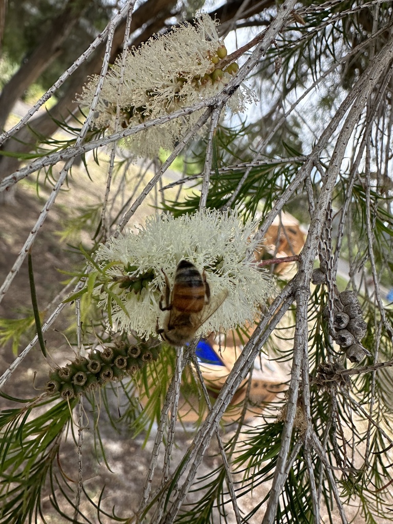 Western Honey Bee from William Ruthven Secondary College, Reservoir ...