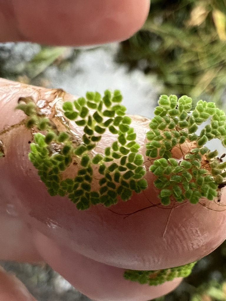 Feathered Mosquito Fern from Woodstork Trail Park, Port Saint Lucie, FL ...