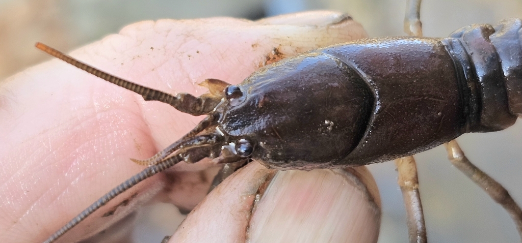 Eastern Crayfish from Larksville, PA 18651, USA on November 5, 2024 at ...