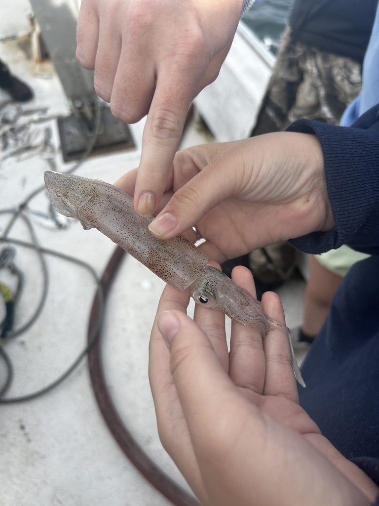 Pencil Squids from North Atlantic Ocean, Beaufort, NC, US on October 15 ...