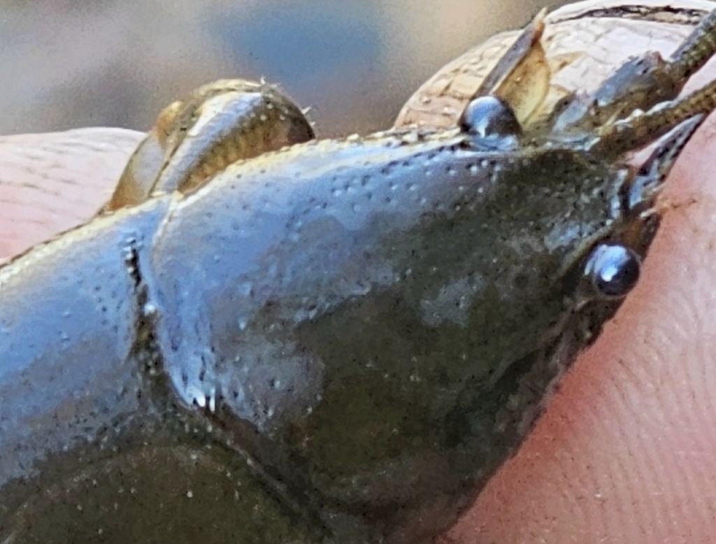 Eastern Crayfish from Larksville, PA 18651, USA on November 05, 2024 at ...