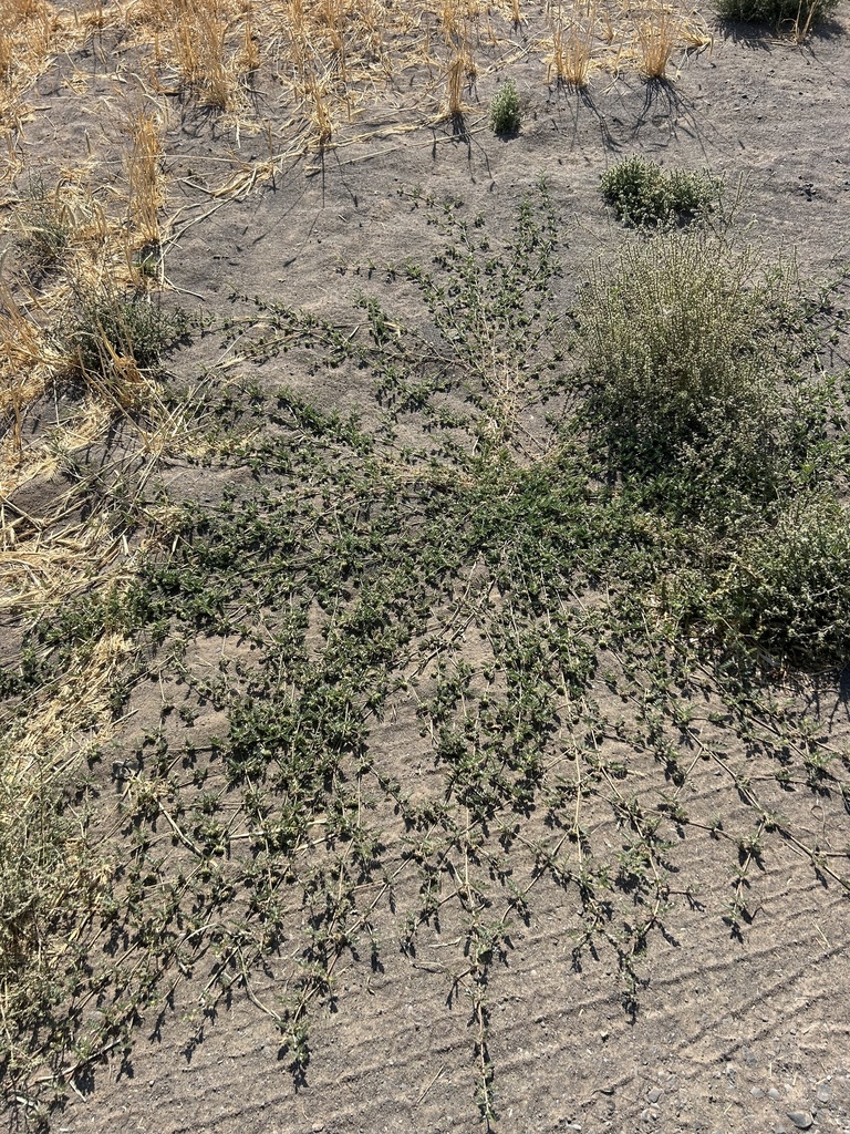 puncture vine from Ephrata, WA, US on September 1, 2024 at 03:17 PM by ...