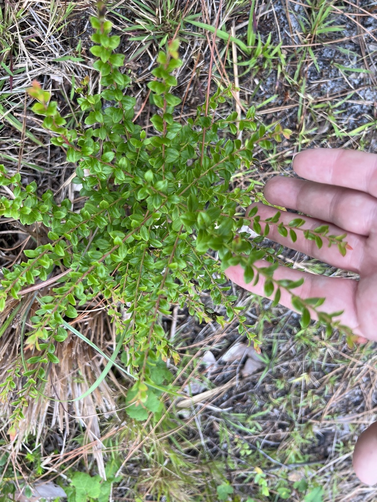 Shiny blueberry from Savannas Preserve State Park, Port Saint Lucie, FL ...