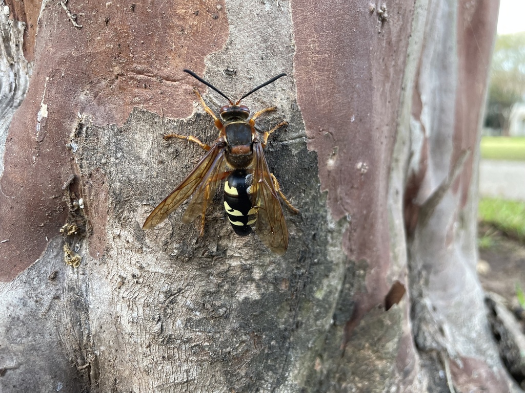 Eastern Cicada-killer Wasp from Louisiana State University Shreveport ...