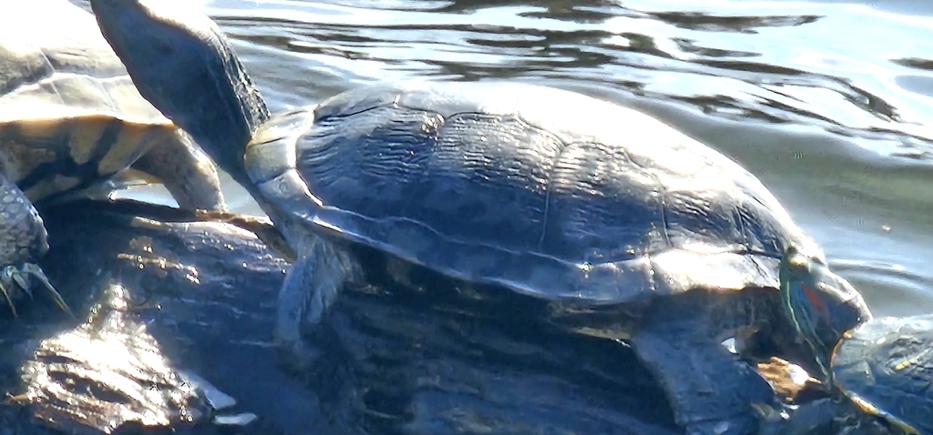 Deirochelyine Turtles from Southwest Philadelphia, Philadelphia, PA ...