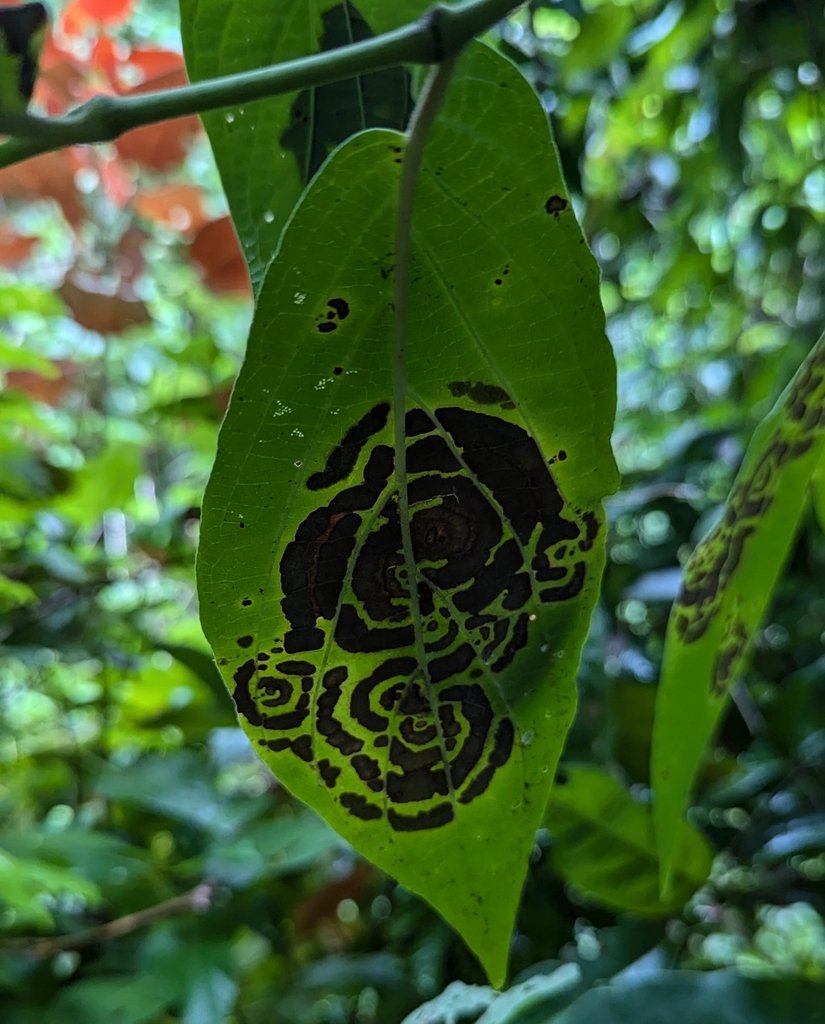 Insects from Provincia de Puntarenas, Puerto Jiménez, Costa Rica on ...