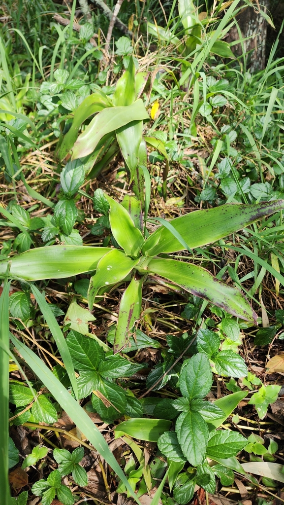 False Bromeliad Plant from Slacks Creek QLD 4127, Australia on November ...