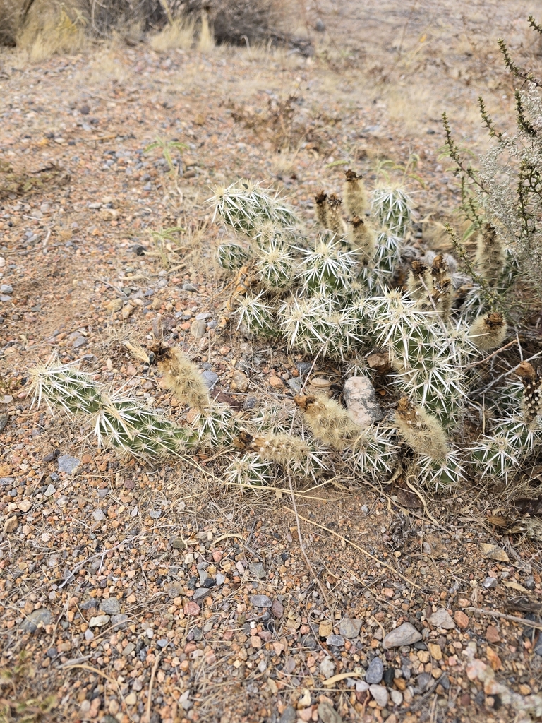 Club-cholla from Lava Shadows, Albuquerque, NM 87120, USA on November 5 ...