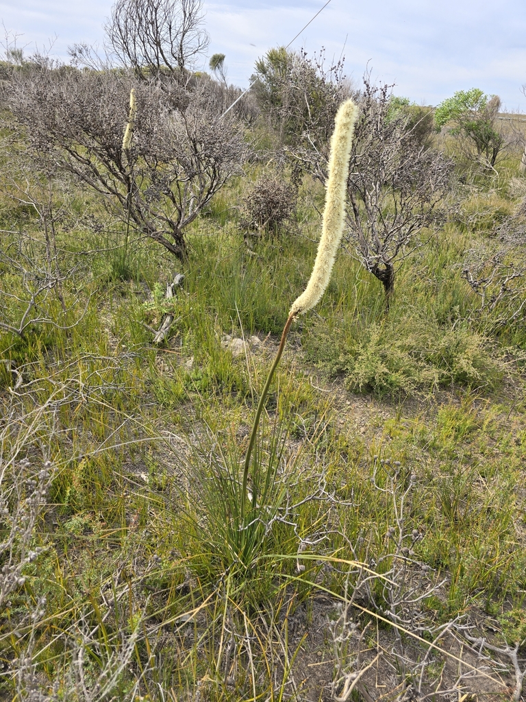 small grass-tree from Anglesea VIC 3230, Australia on November 6, 2024 ...