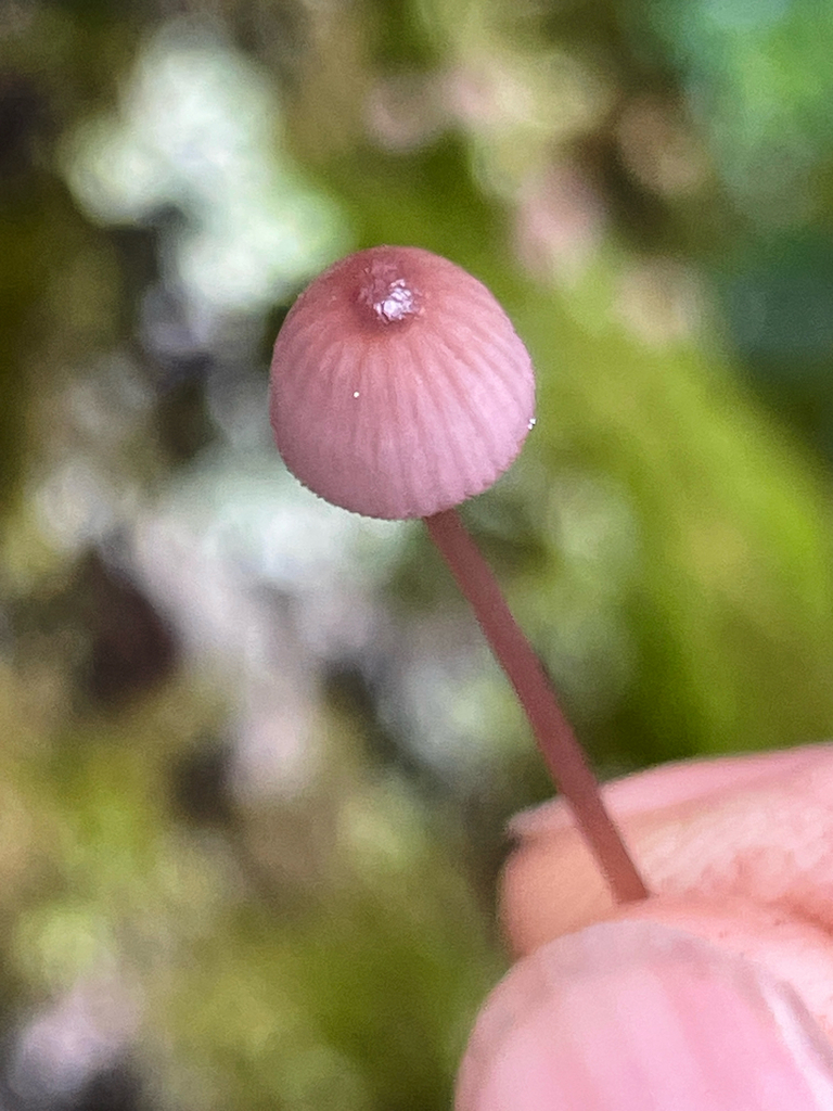 purple-edge bonnet from 184th Ave SE, Renton, WA, US on November 5 ...