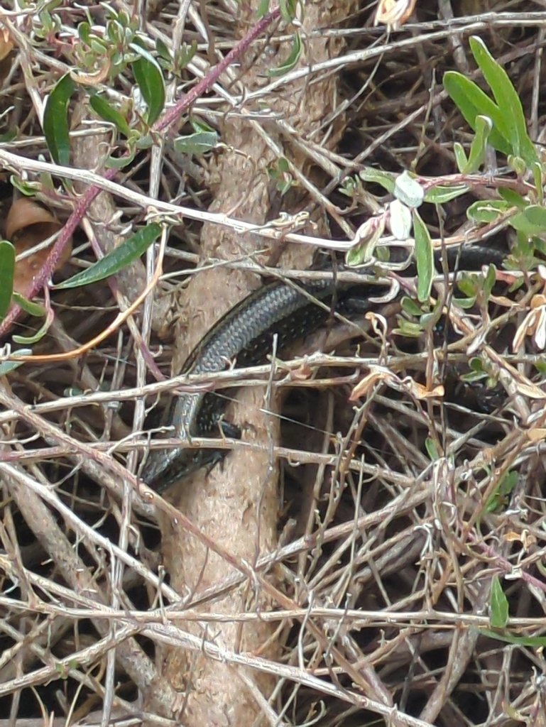 Eastern Mourning Skink in November 2024 by Brendan Casey · iNaturalist