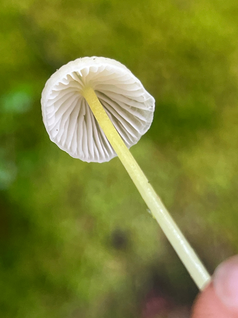 Yellowleg Bonnet from 184th Ave SE, Renton, WA, US on November 05, 2024 ...
