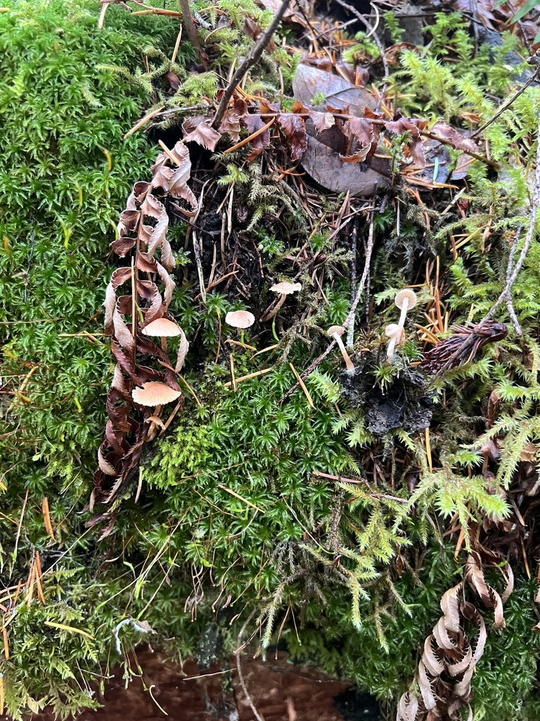 felted twiglet from Cispus Rd, Randle, WA, US on October 31, 2024 at 04 ...