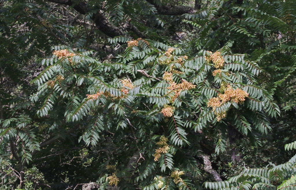 Tree of Heaven (Indiana Pesticide Plants) · iNaturalist